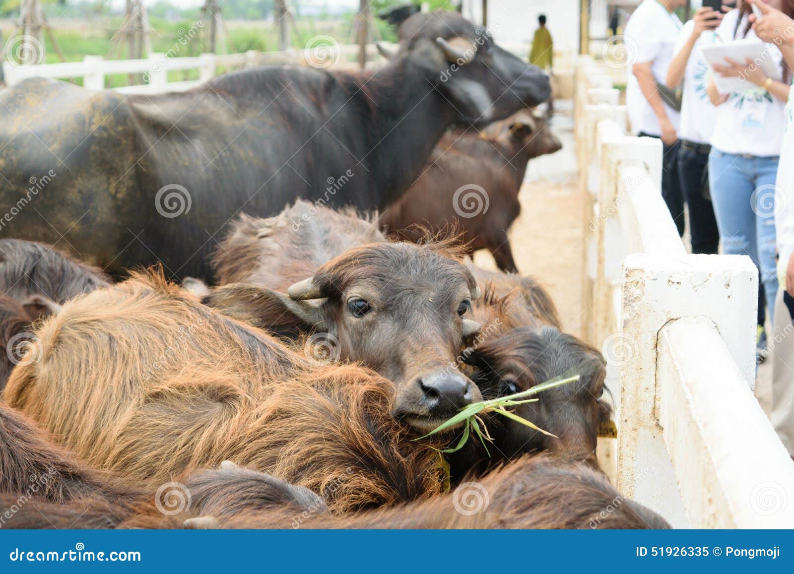 Murrah buffalo stock image. Image of carabao, murrah - 51926335
