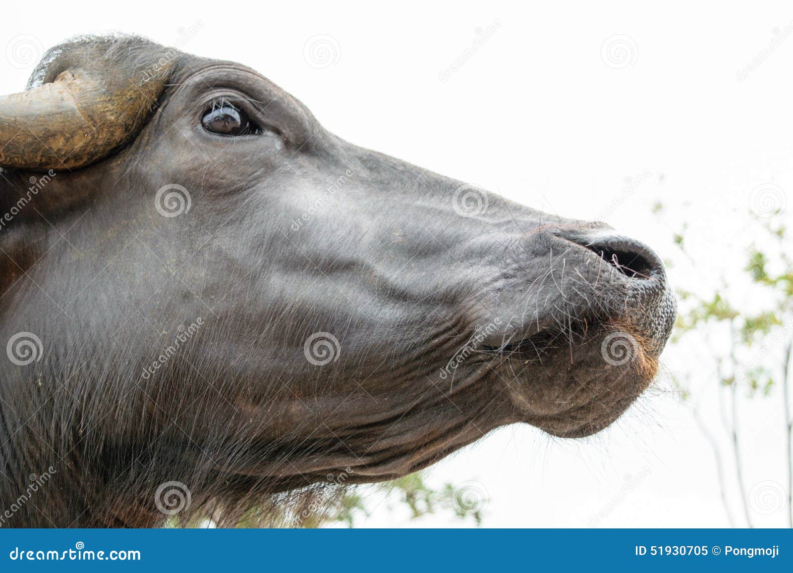 Murrah buffalo stock image. Image of face, murrah, food - 51930705