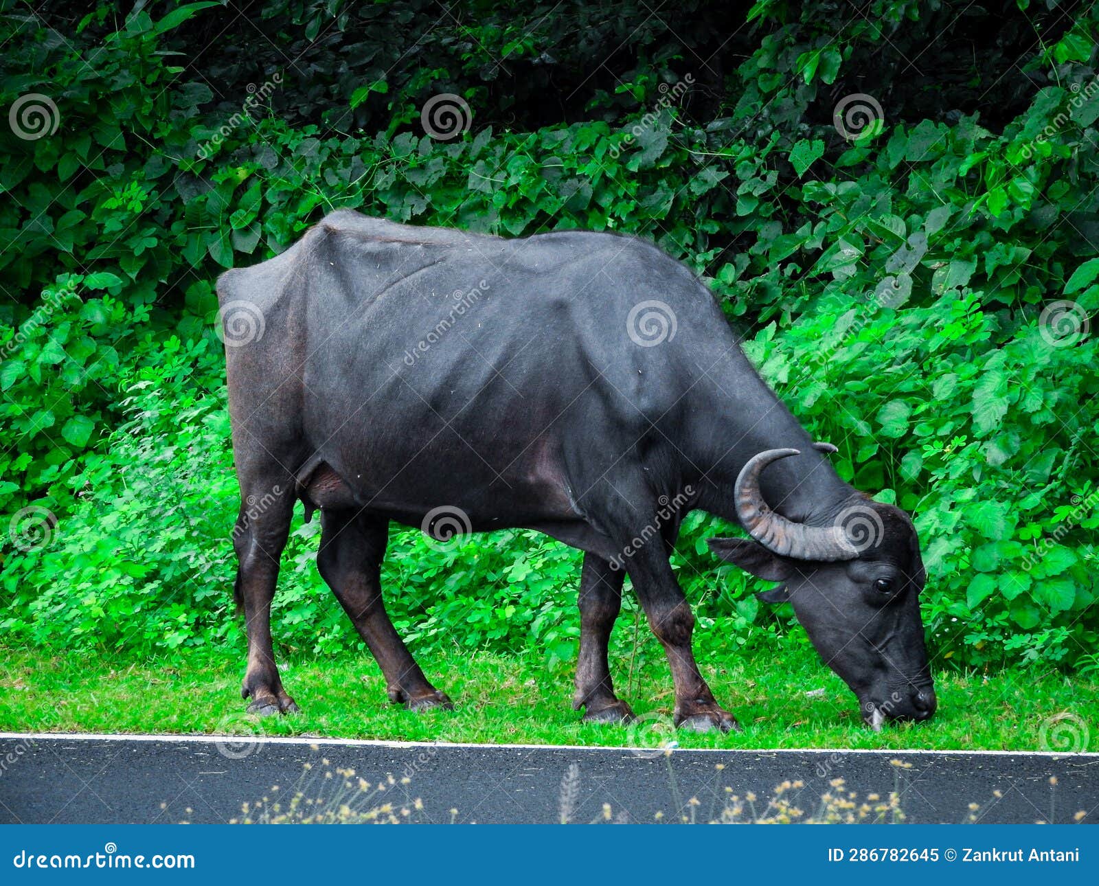 Murrah buffalo stock image. Image of herbivore, nature - 286782645