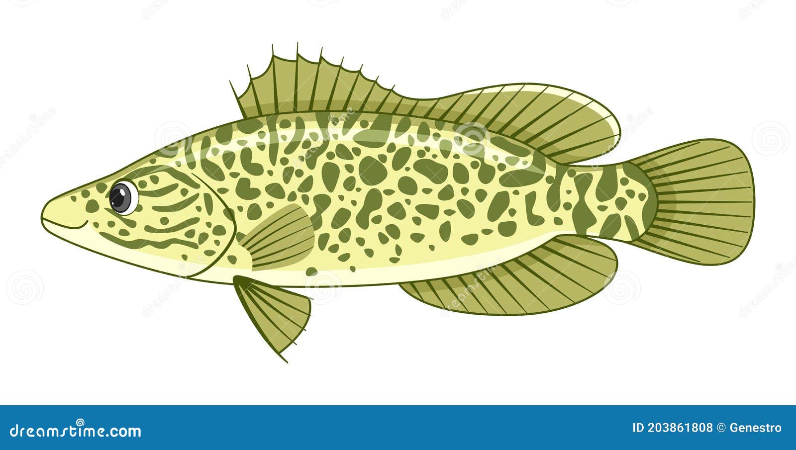 Murray Cod Stock Illustrations – 4 Murray Cod Stock Illustrations ...