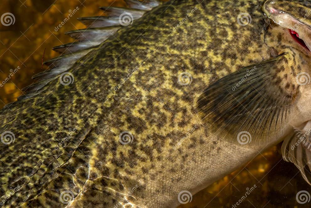 Murray cod scale patterns stock image. Image of fishes - 114749115