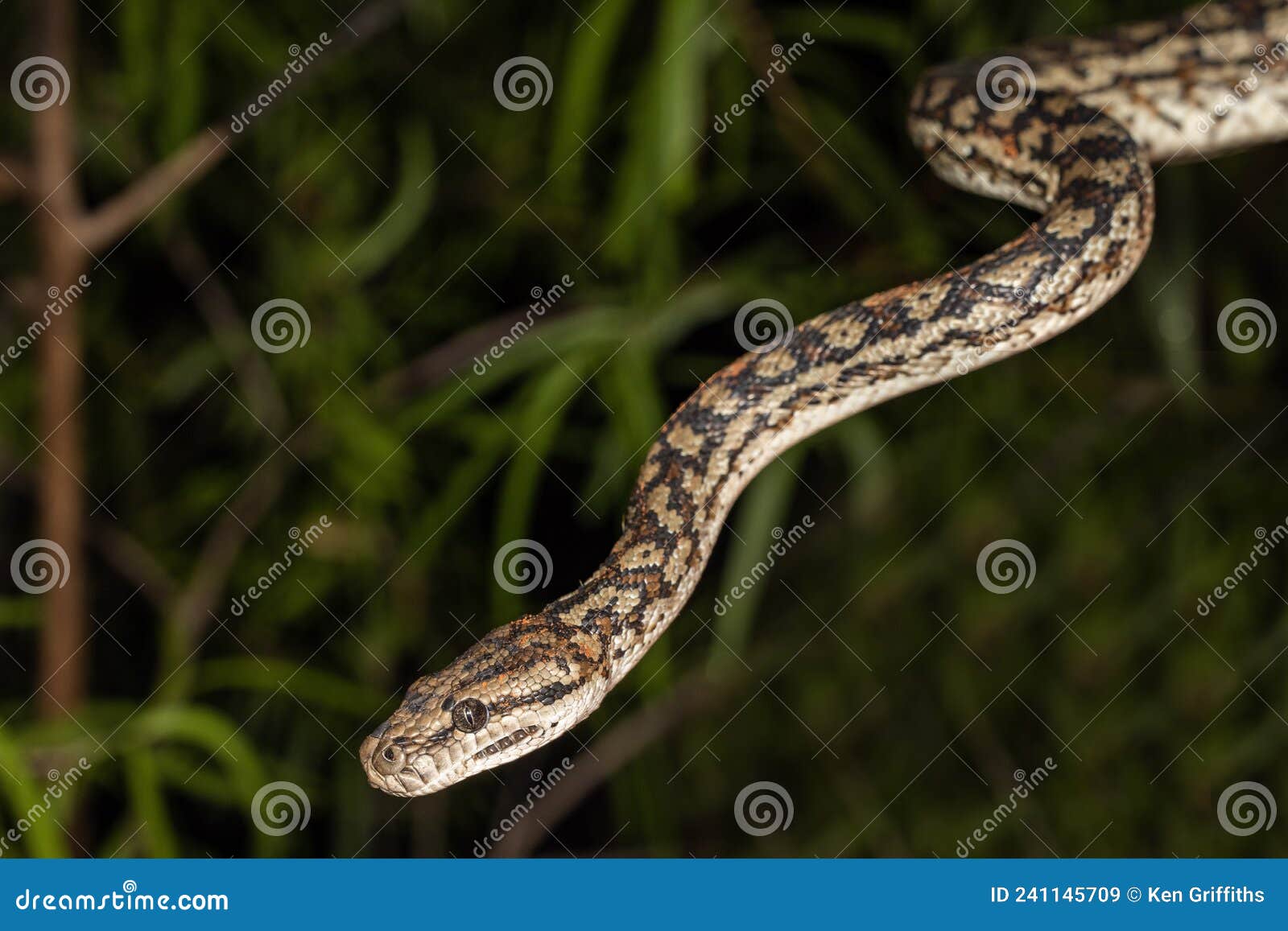 Murray Darling Carpet Python Stock Image - Image of snake, morelia ...