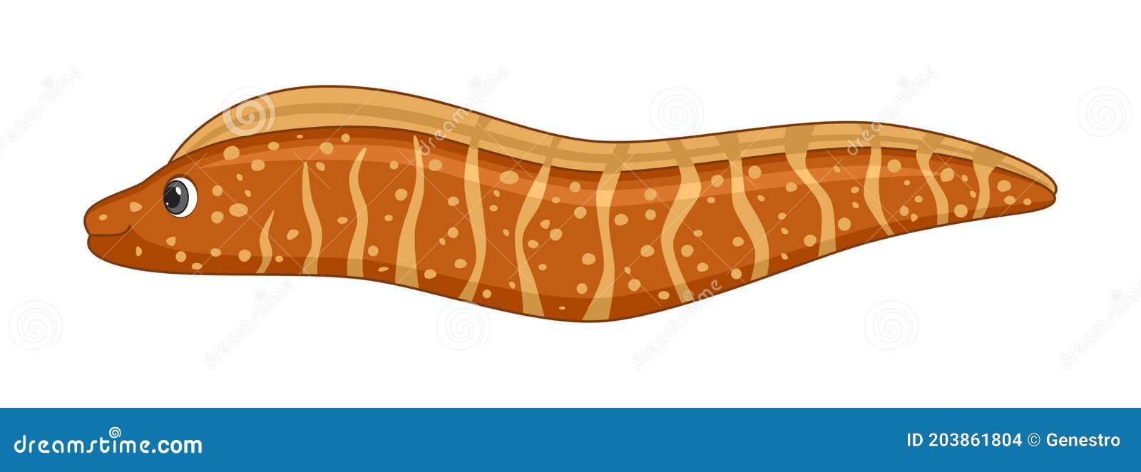 Murray Cod Fish On A White Background Vector Illustration ...