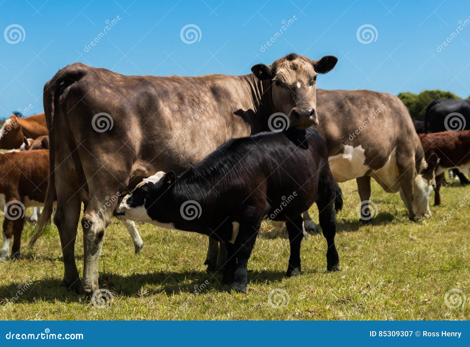 Murray Gery Cow and Calf stock image. Image of farming - 85309307