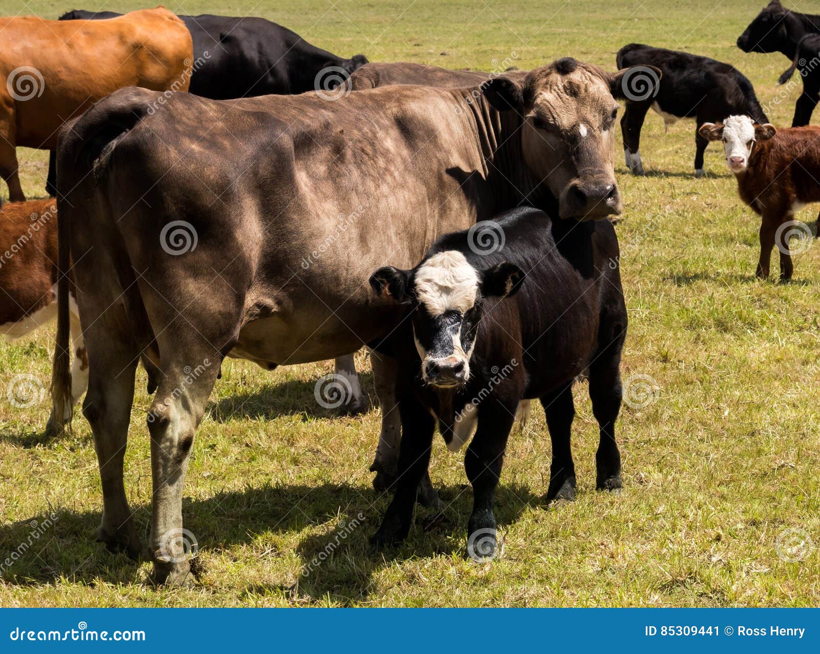 Murray Gery Cow stock image. Image of herd, cattle, murray - 85309441