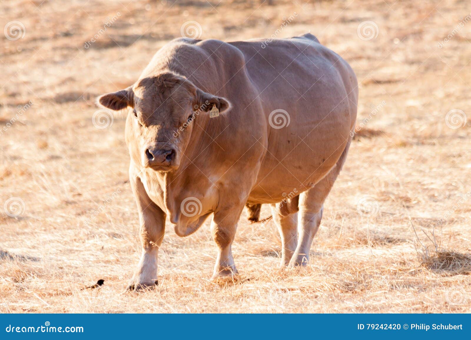 Murray Grey Bull stock photo. Image of bull, farm, murray - 79242420