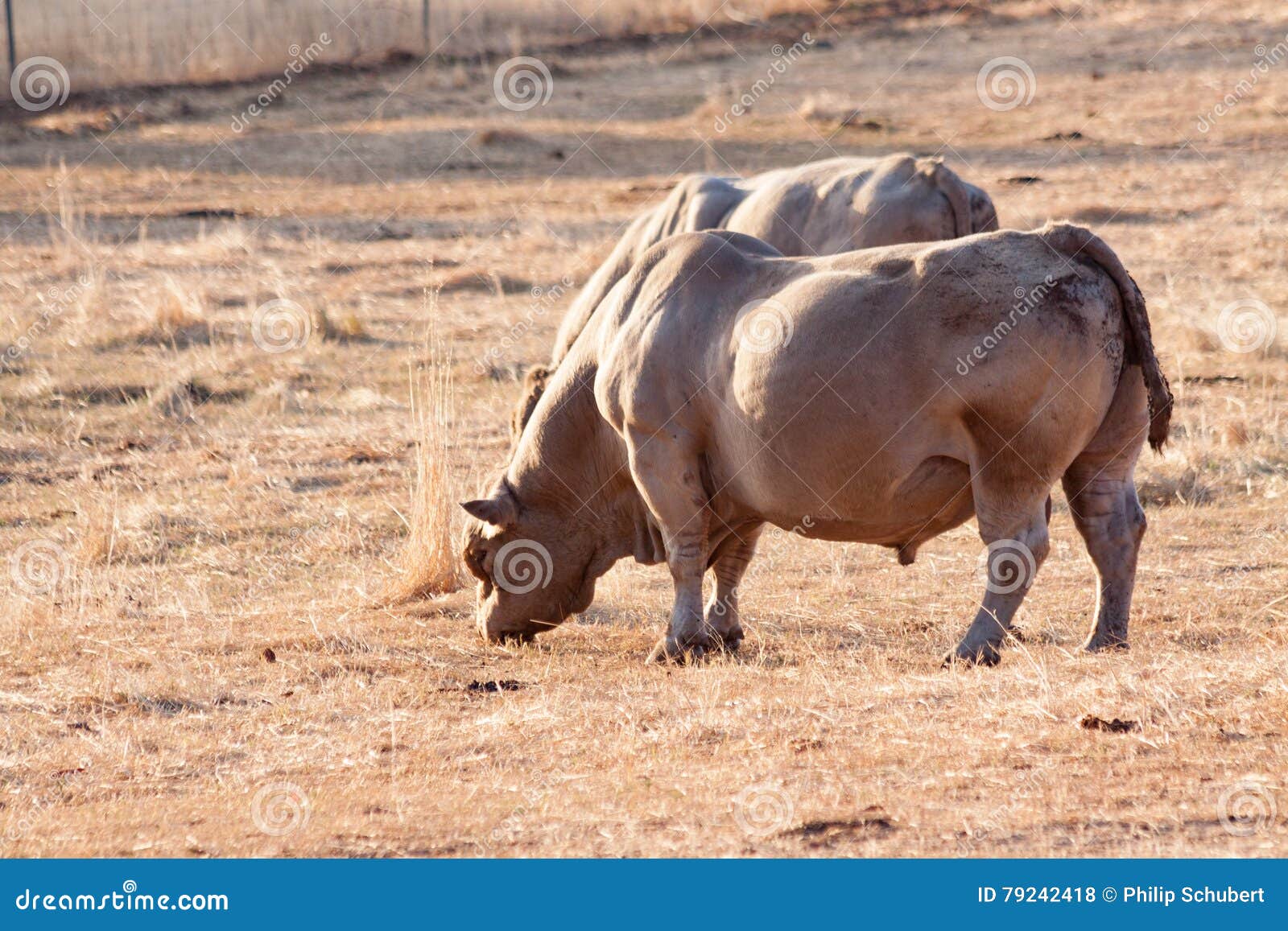 Murray Grey Cattle Grazing in Paddock Stock Photo - Image of muscle ...