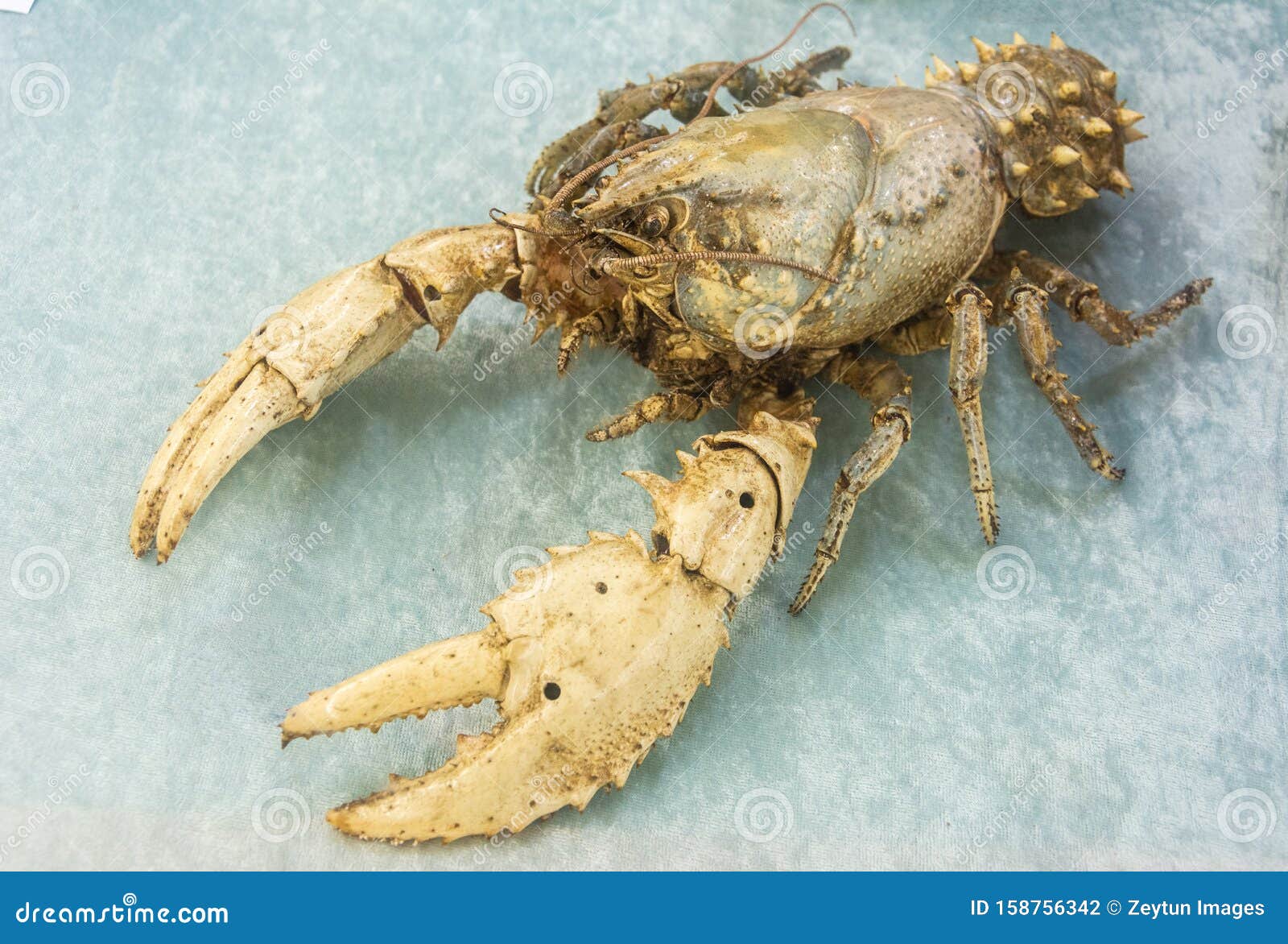 Murray River Crayfish stock photo. Image of life, fish - 158756342