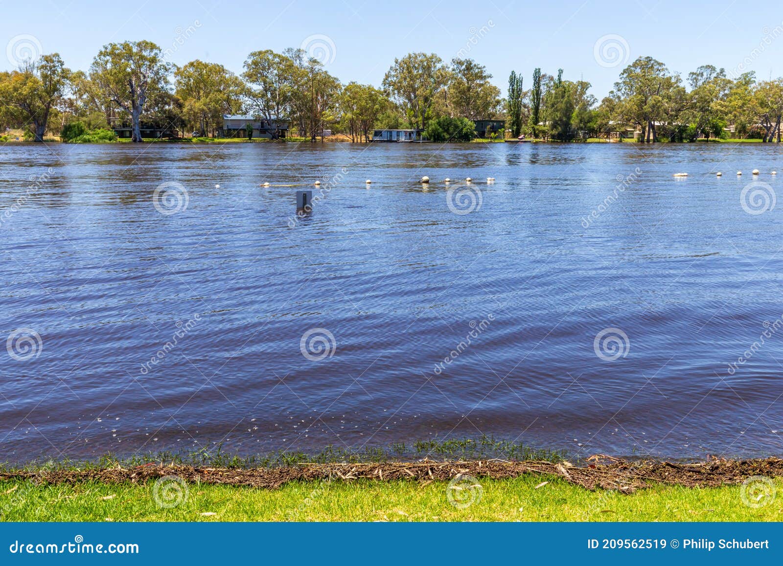 The Murray River in Flood at Morgan in South Australia in December 2016 ...