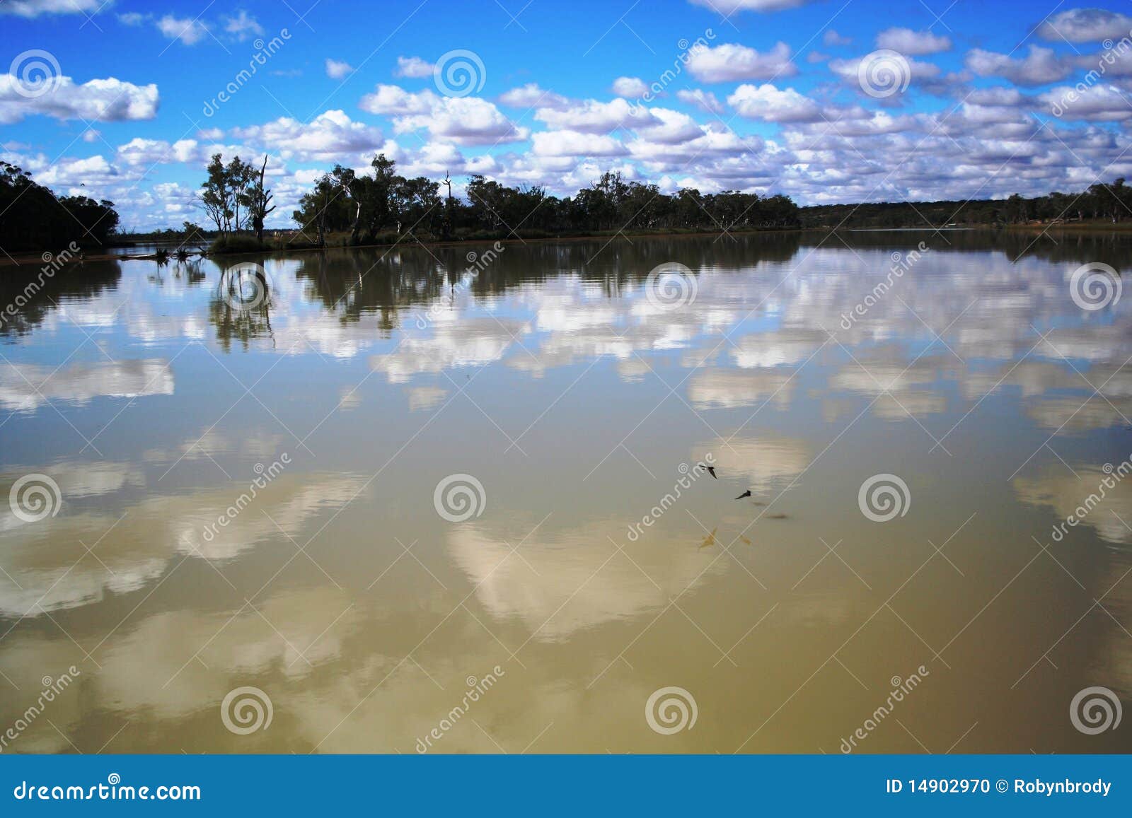 Murray River South Australia Stock Photo - Image of murray, water: 14902970