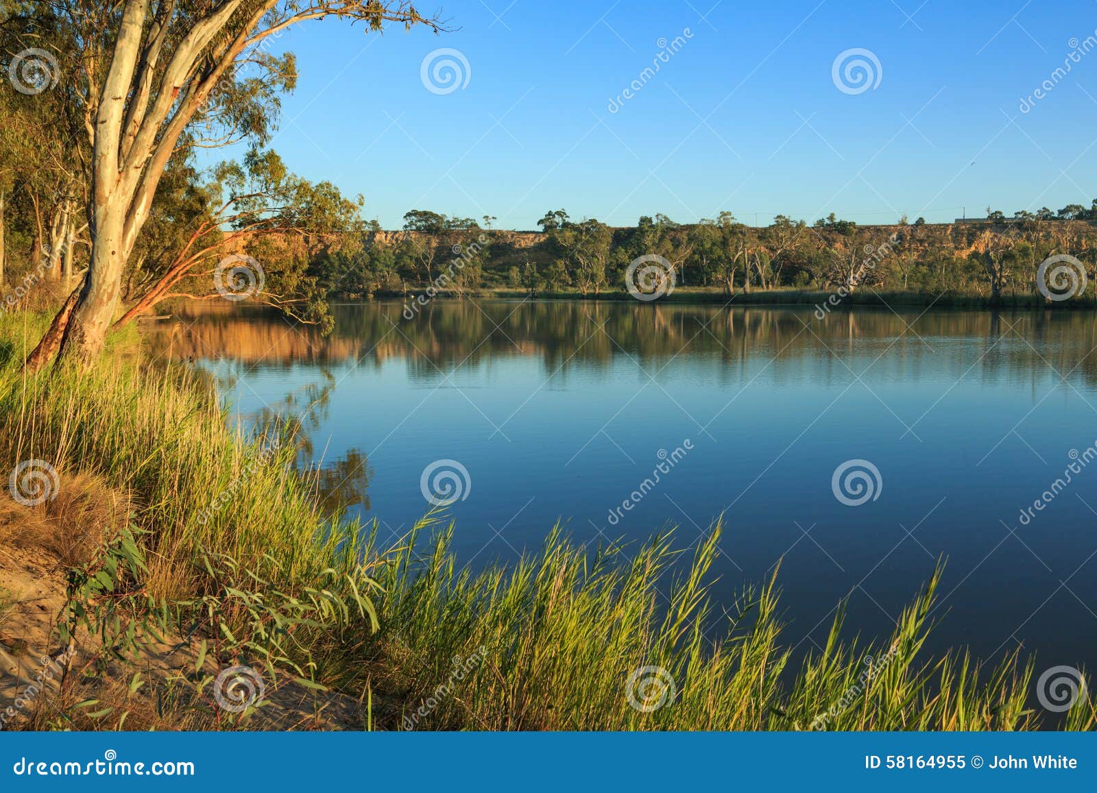 Murray River. South Australia. Stock Image - Image of gums, tree: 58164955
