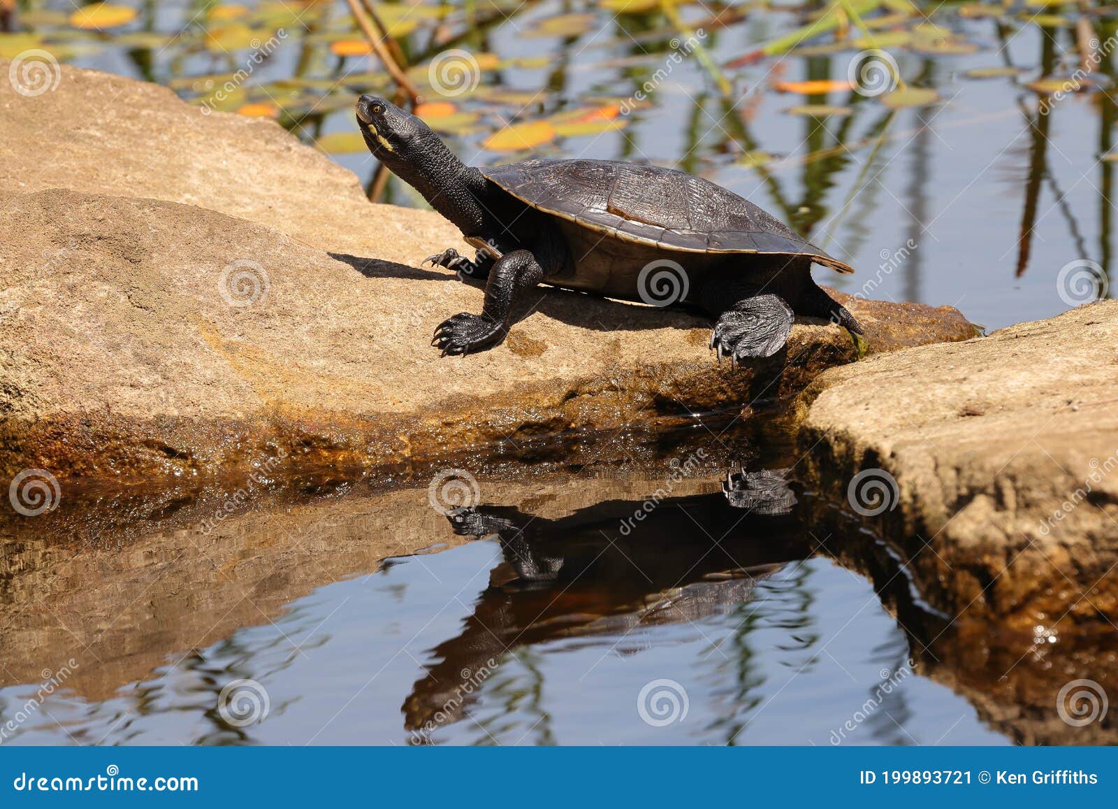 Murray River Turtle stock image. Image of basking, macquarii - 199893721