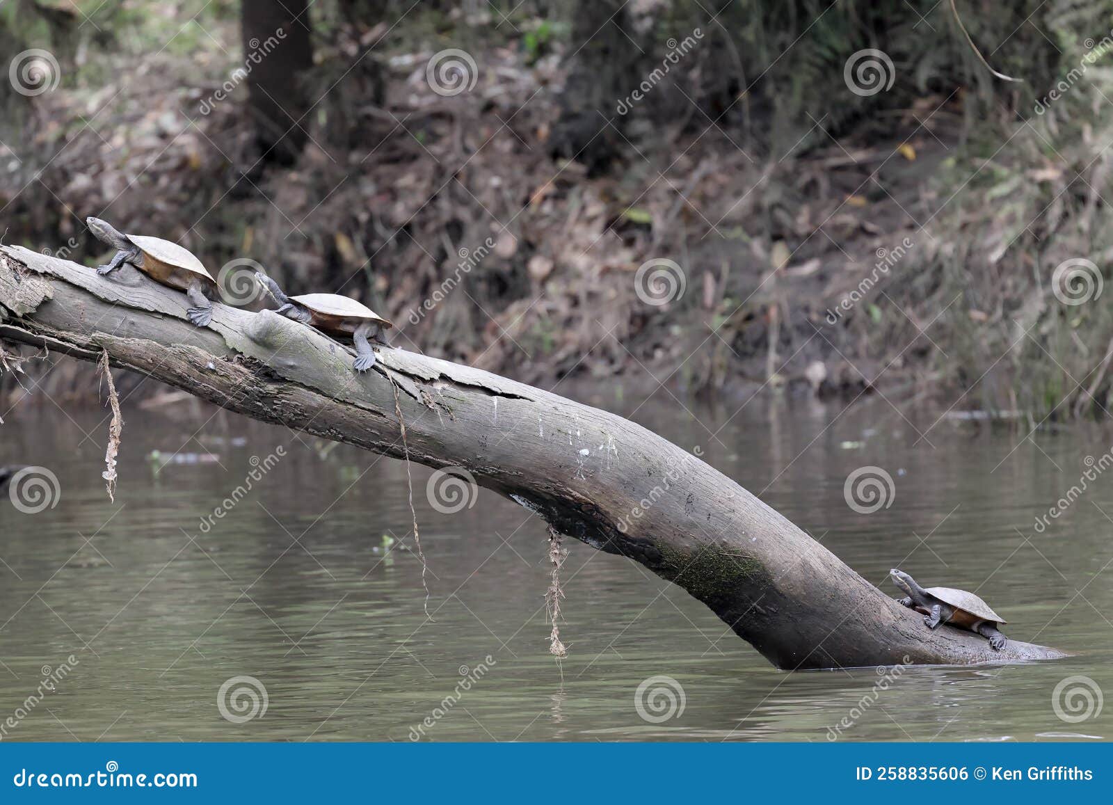 Murray River Turtles Basking on Log Stock Photo - Image of reptile ...