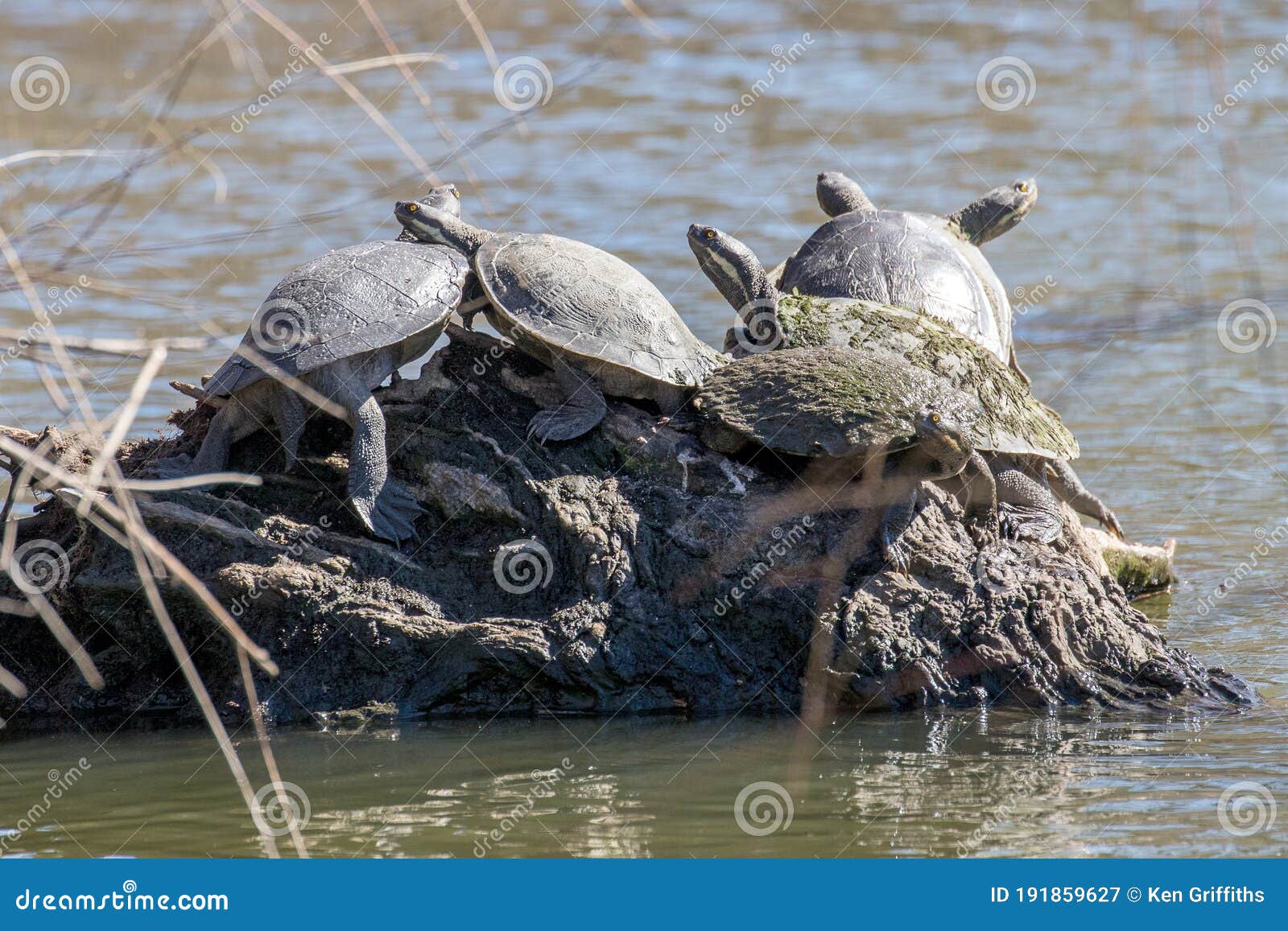 Murray River Turtles stock image. Image of turtles, shortnecked - 191859627