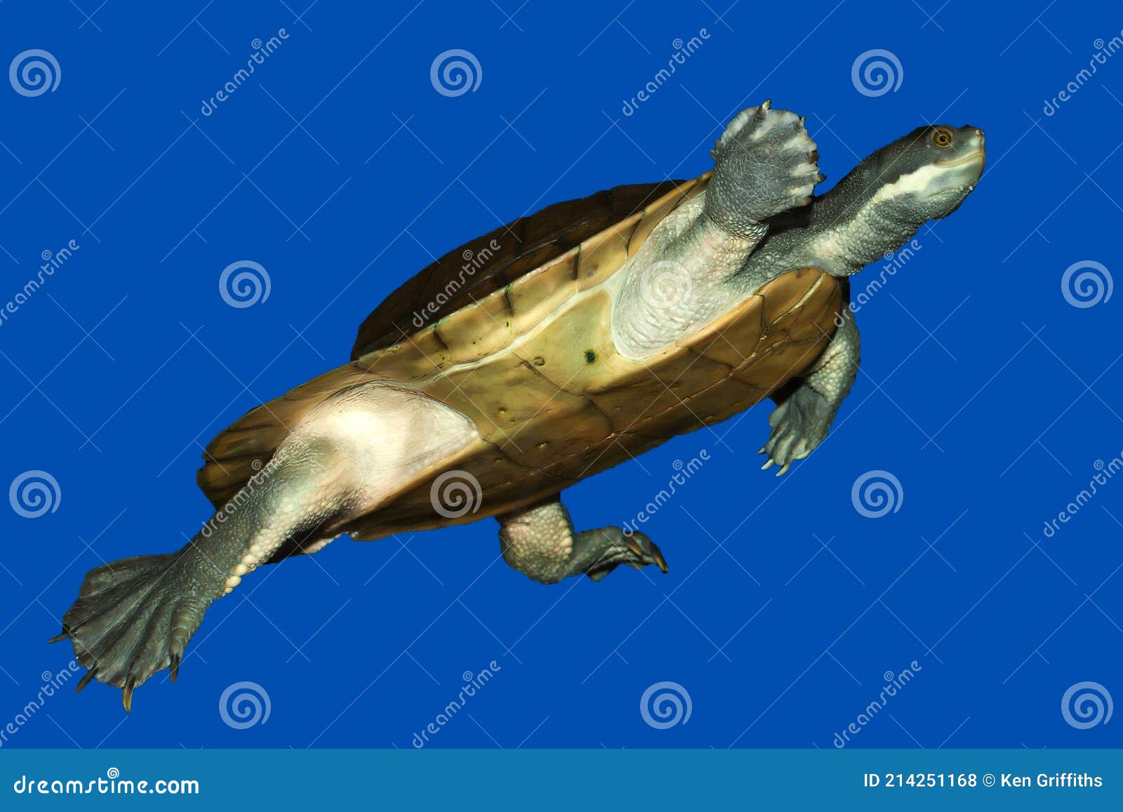 Murray Turtle stock photo. Image of swimming, wildlife - 214251168