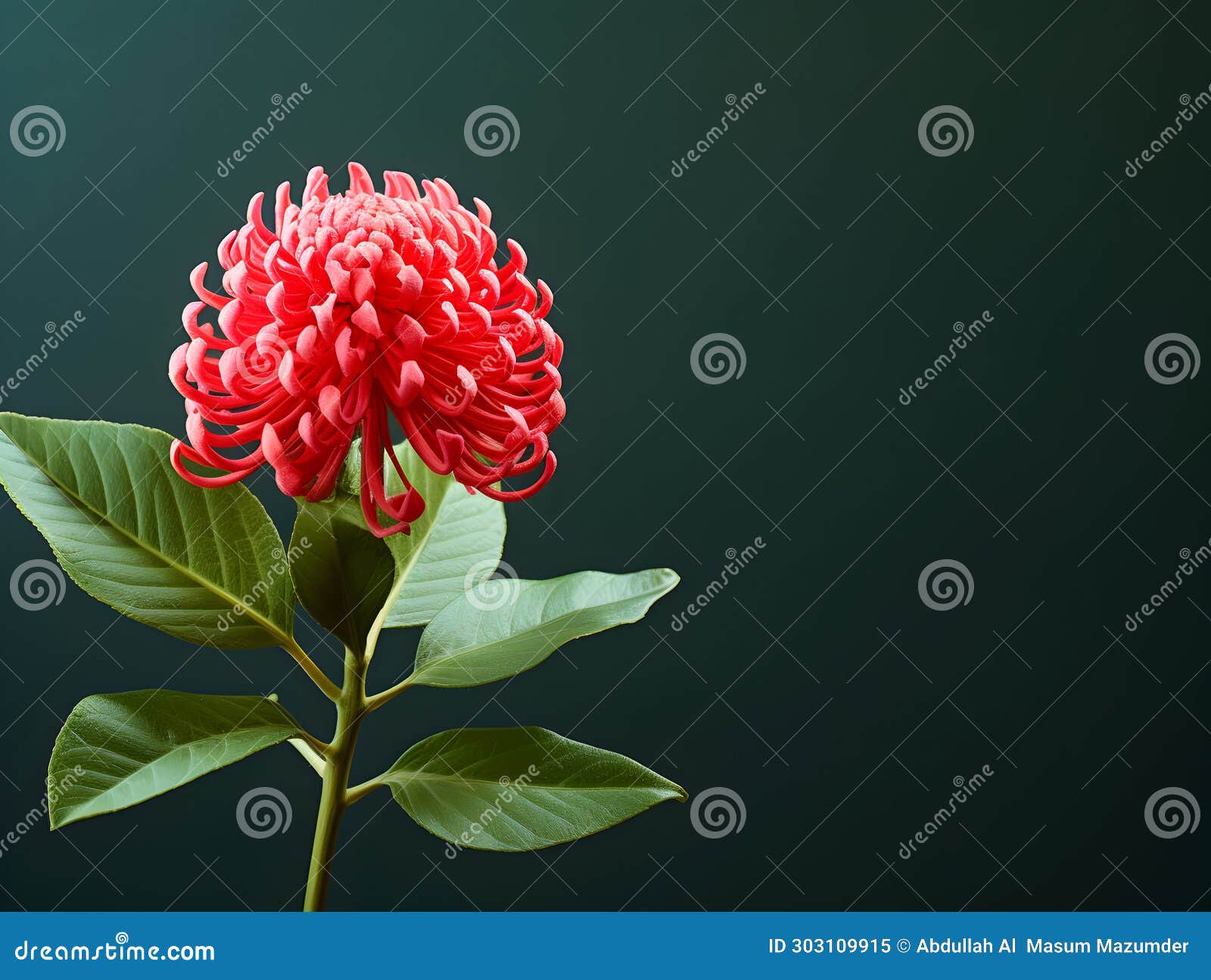 Murraya Flower in Studio Background, Single Murraya Flower, Beautiful ...