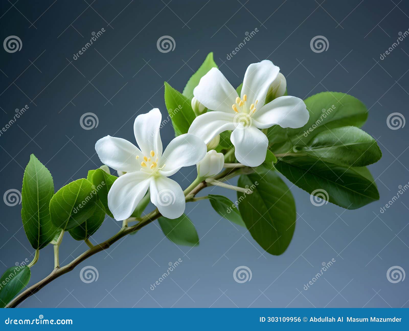 Murraya Flower in Studio Background, Single Murraya Flower, Beautiful ...