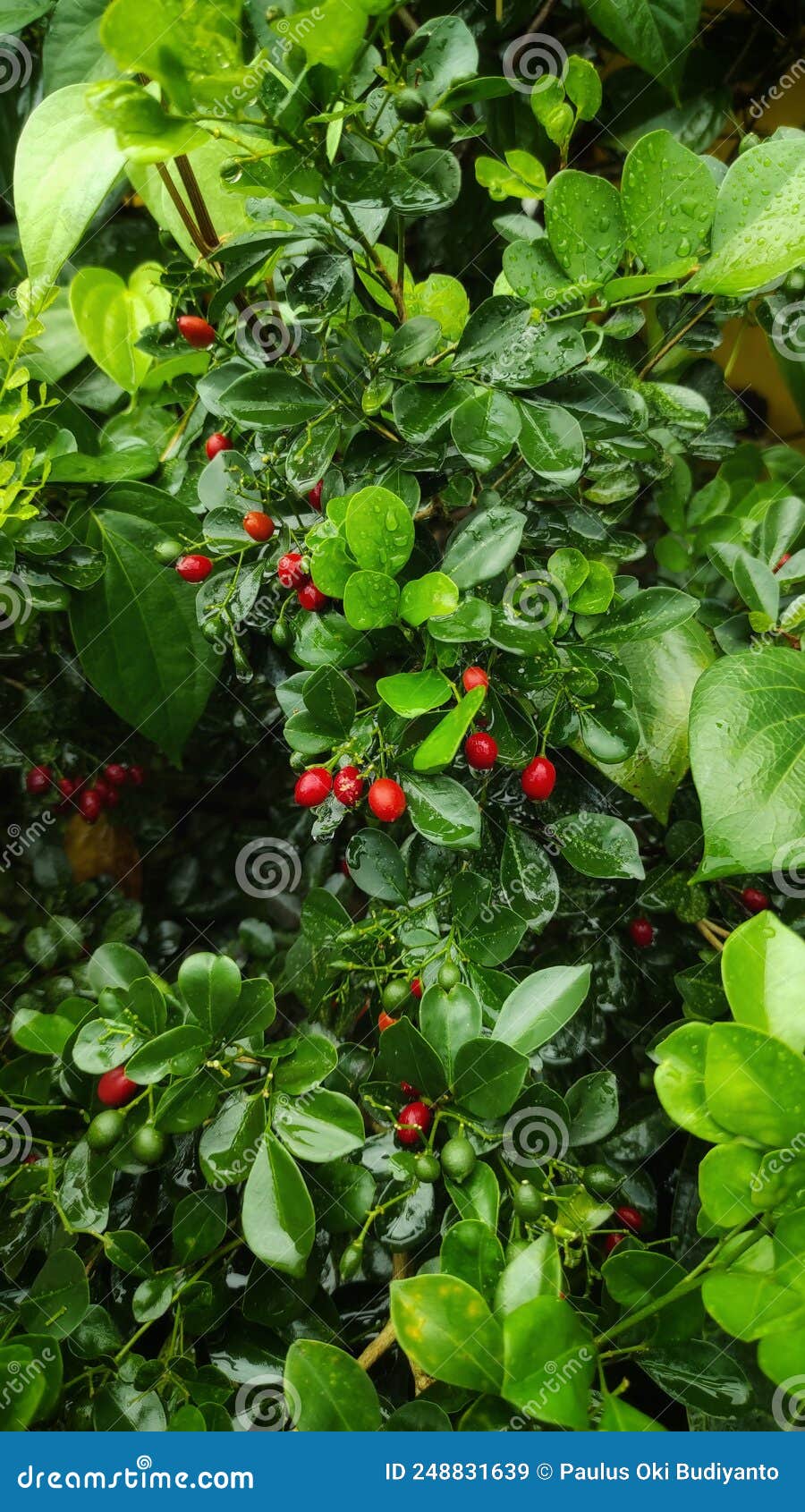 Murraya Paniculata Aka Orange Jasmine Stock Image - Image of berry ...