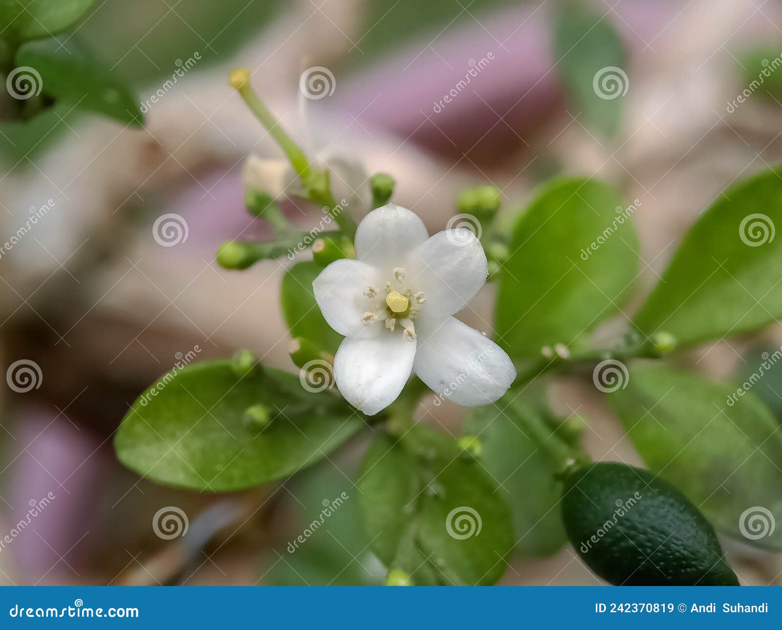Murraya paniculata flower stock image. Image of evergreen - 242370819