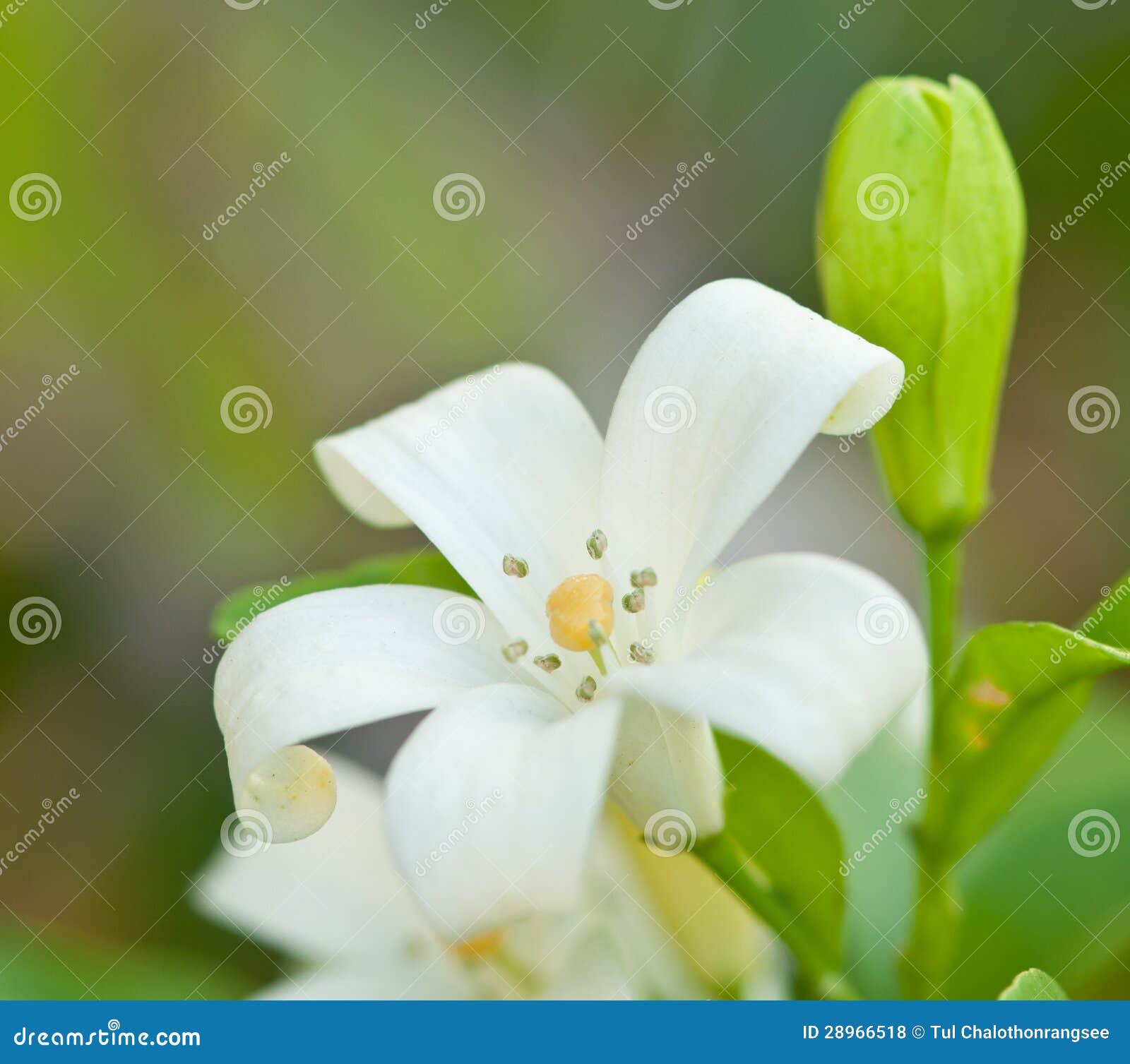 Murraya Paniculata Jack Flower Stock Photo - Image of decoration, flora ...