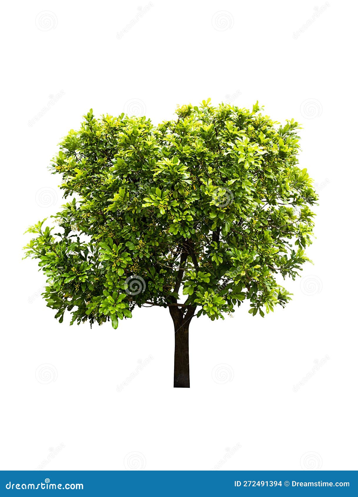 Murraya Paniculata Flower Royalty-Free Stock Image | CartoonDealer.com ...