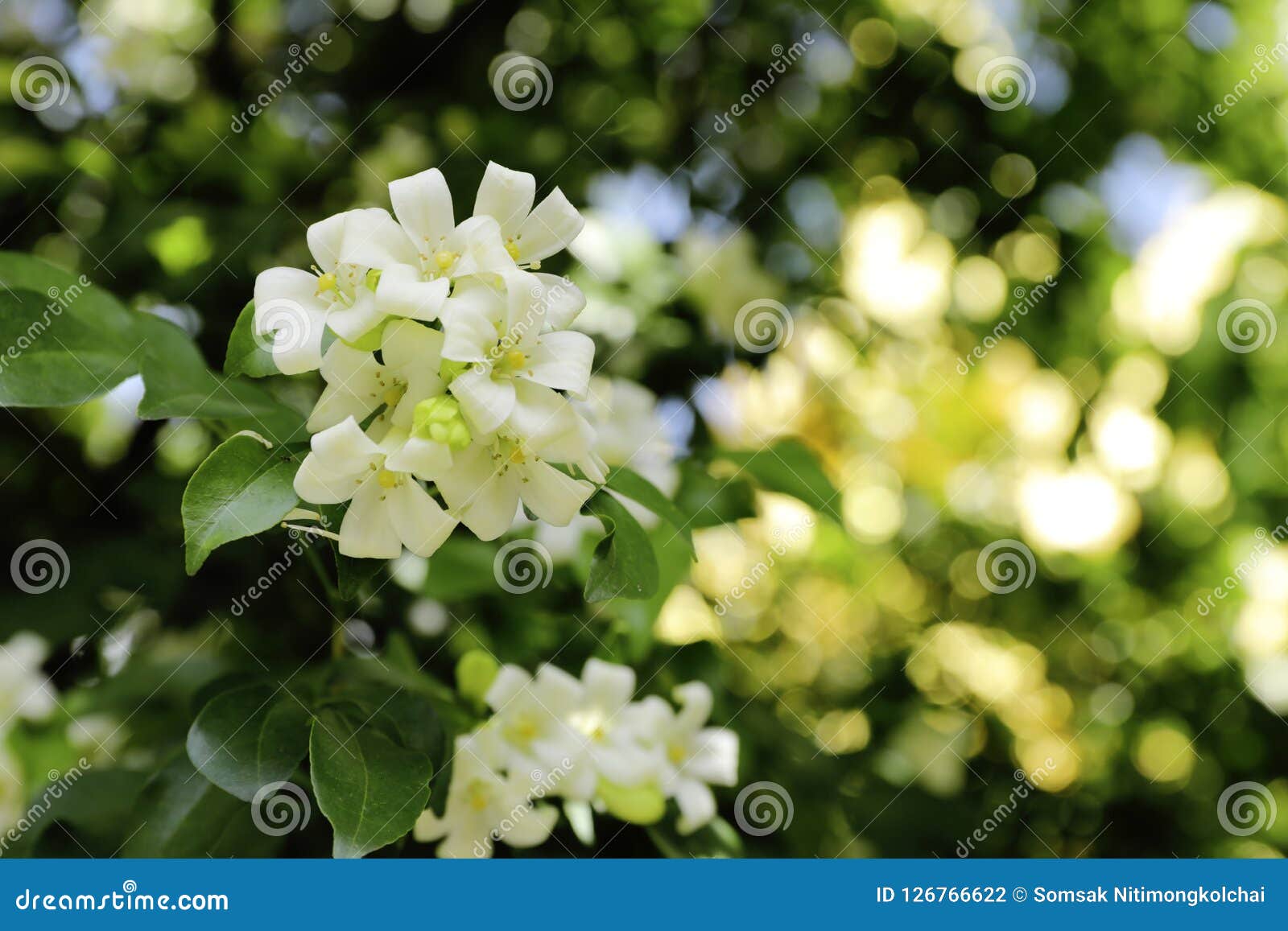 Murraya Paniculata, White Flower of Orange Jessamine Stock Photo ...