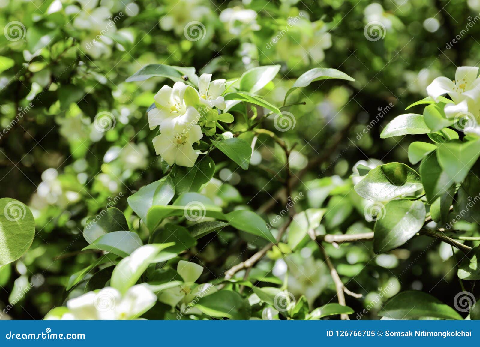 Murraya Paniculata, White Flower of Orange Jessamine Stock Image ...