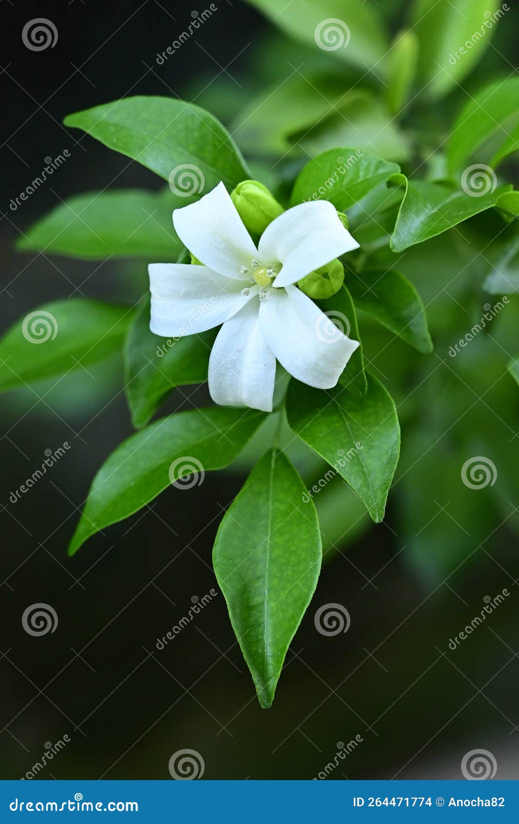 Murraya Paniculata White on Tree Stock Photo - Image of orange, herb ...