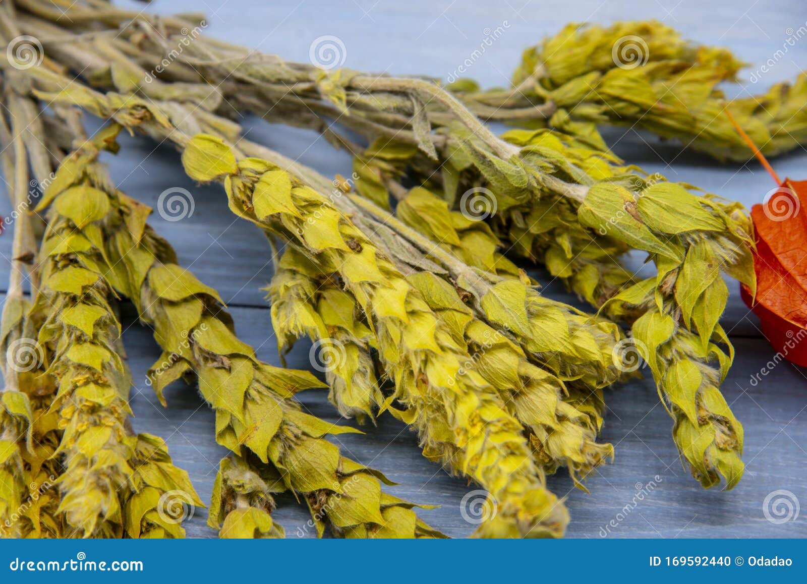 Mursal Tea and Bright Orange Physalis on a Blue Background Stock Photo ...