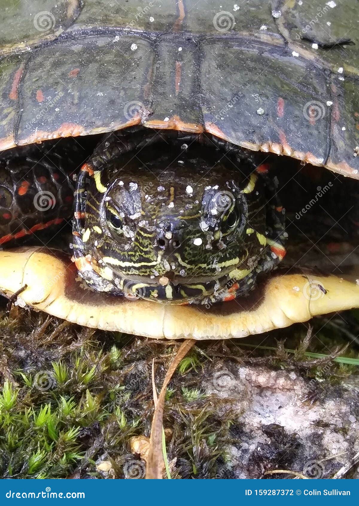 Murtle the Turtle Showing Off Defence Skill Stock Photo - Image of wild ...