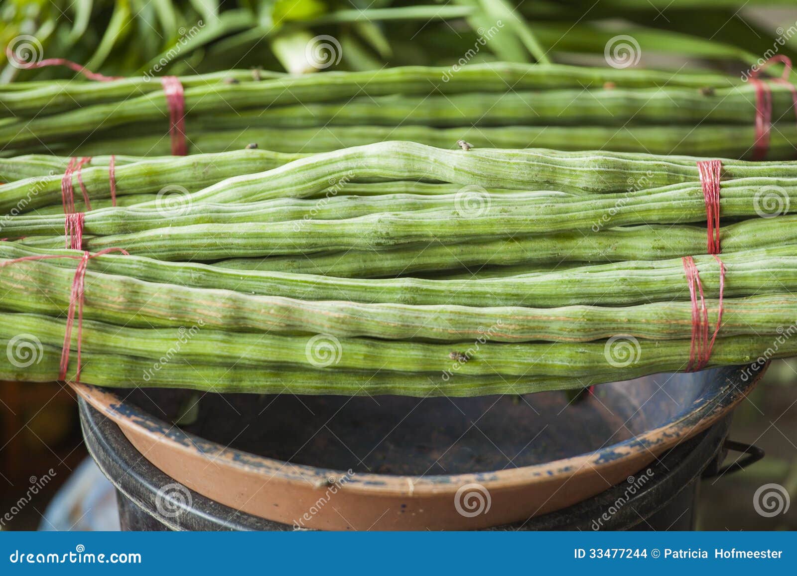 Murunga stock photo. Image of green, ingredient, murunga - 33477244
