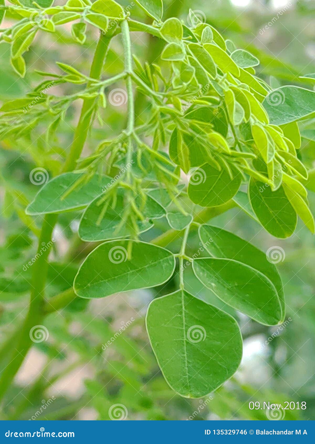 Ilai Stock Photos - Free & Royalty-Free Stock Photos from Dreamstime