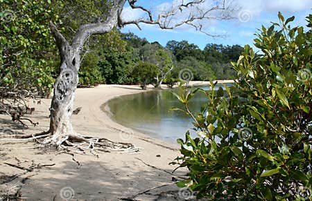 Murwong Beach stock image. Image of bush, australia, trees - 1014625