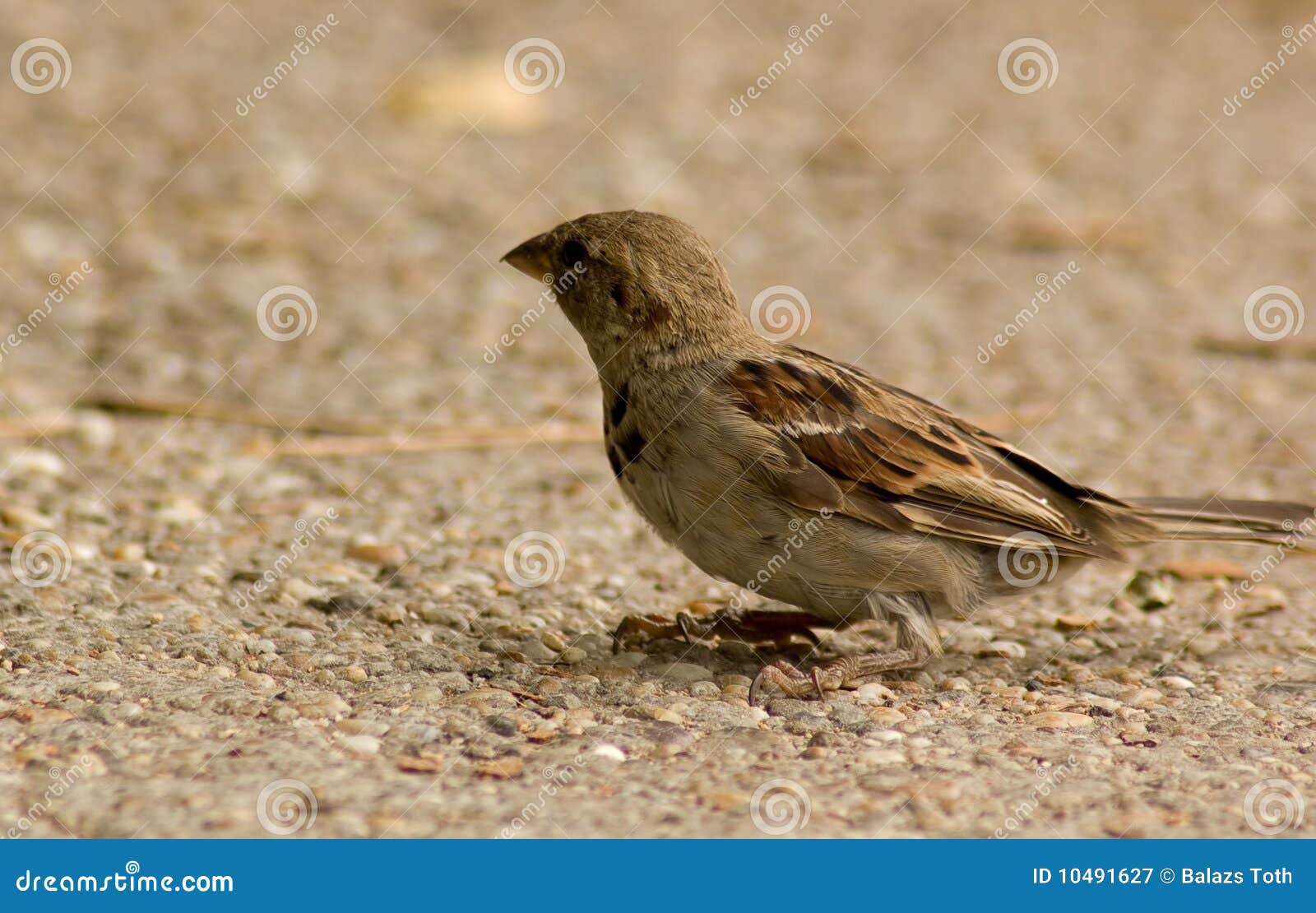 Mus stock afbeelding. Image of wild, vuil, mooi, park - 10491627