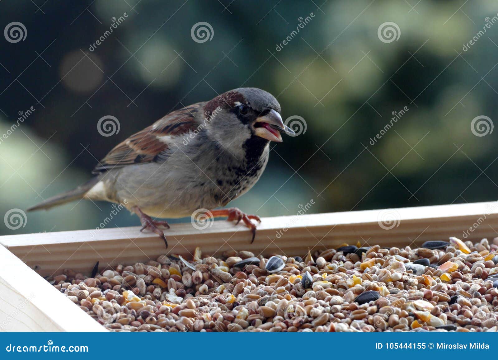 Mus stock afbeelding. Image of kleur, nave, duits, vogel - 105444155