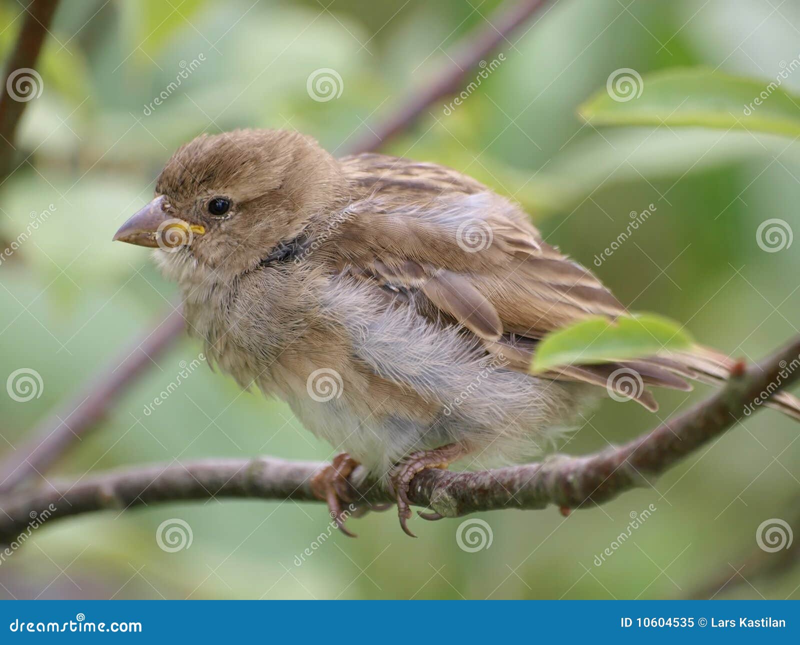 Mus stock afbeelding. Image of zitting, bruin, staart - 10604535