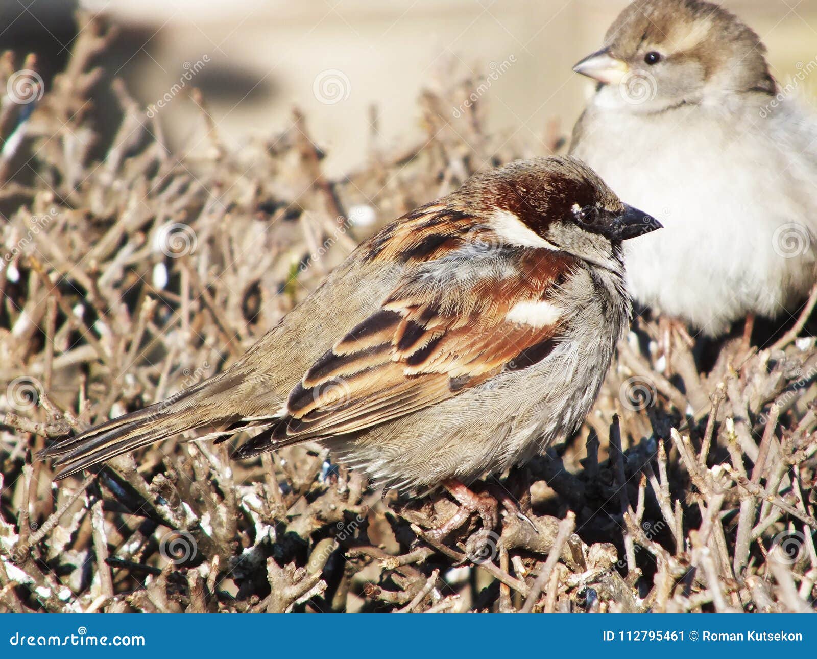 Mus stock afbeelding. Image of tuin, buiten, overgaan - 112795461