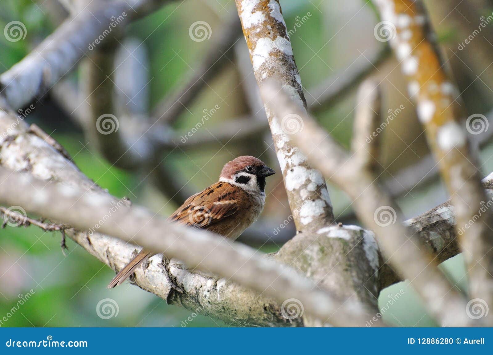 Mus stock foto. Image of wild, fauna, huis, overgaan - 12886280
