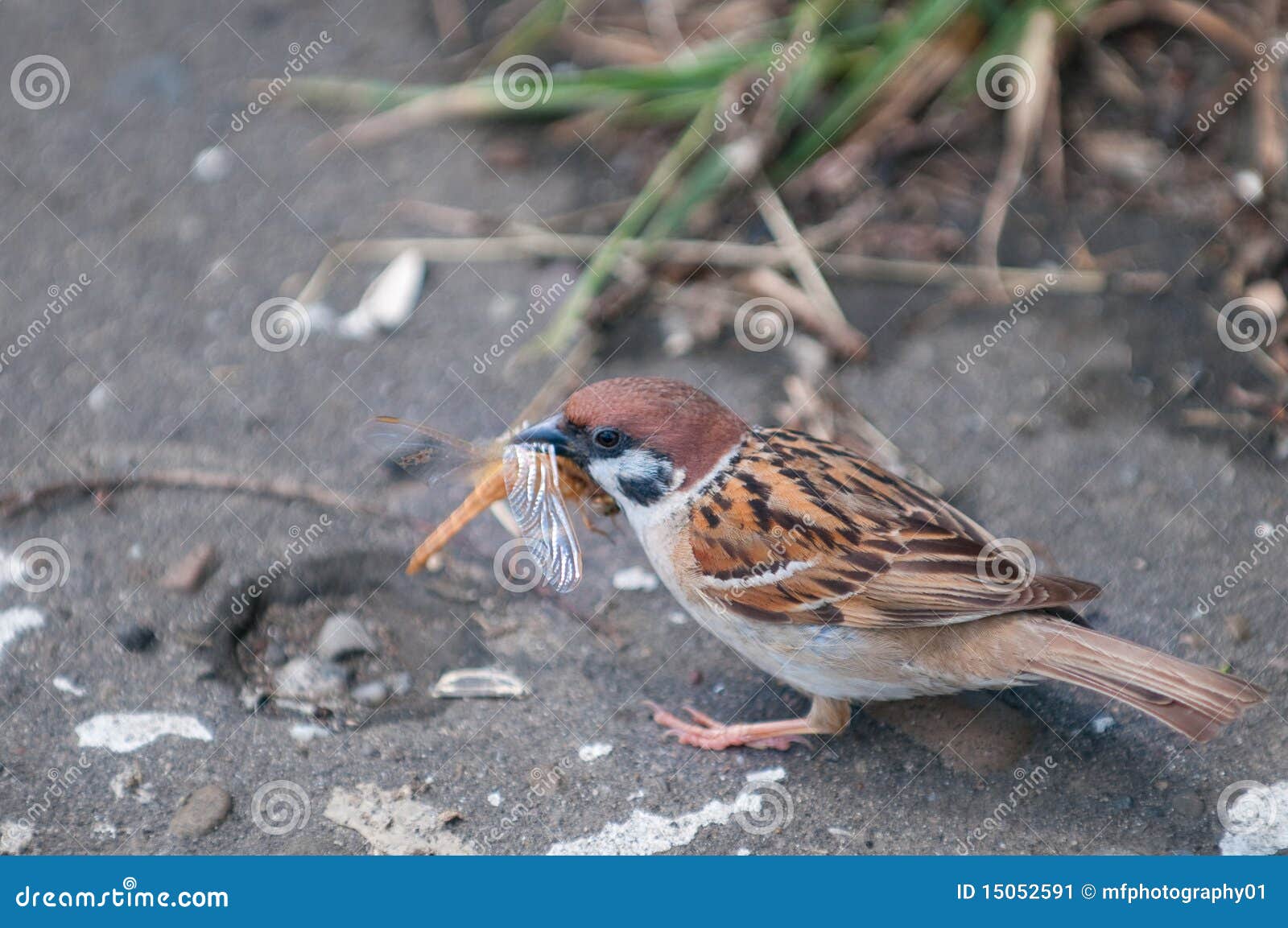 Mus stock afbeelding. Image of delen, dier, smokey, zuiden - 15052591