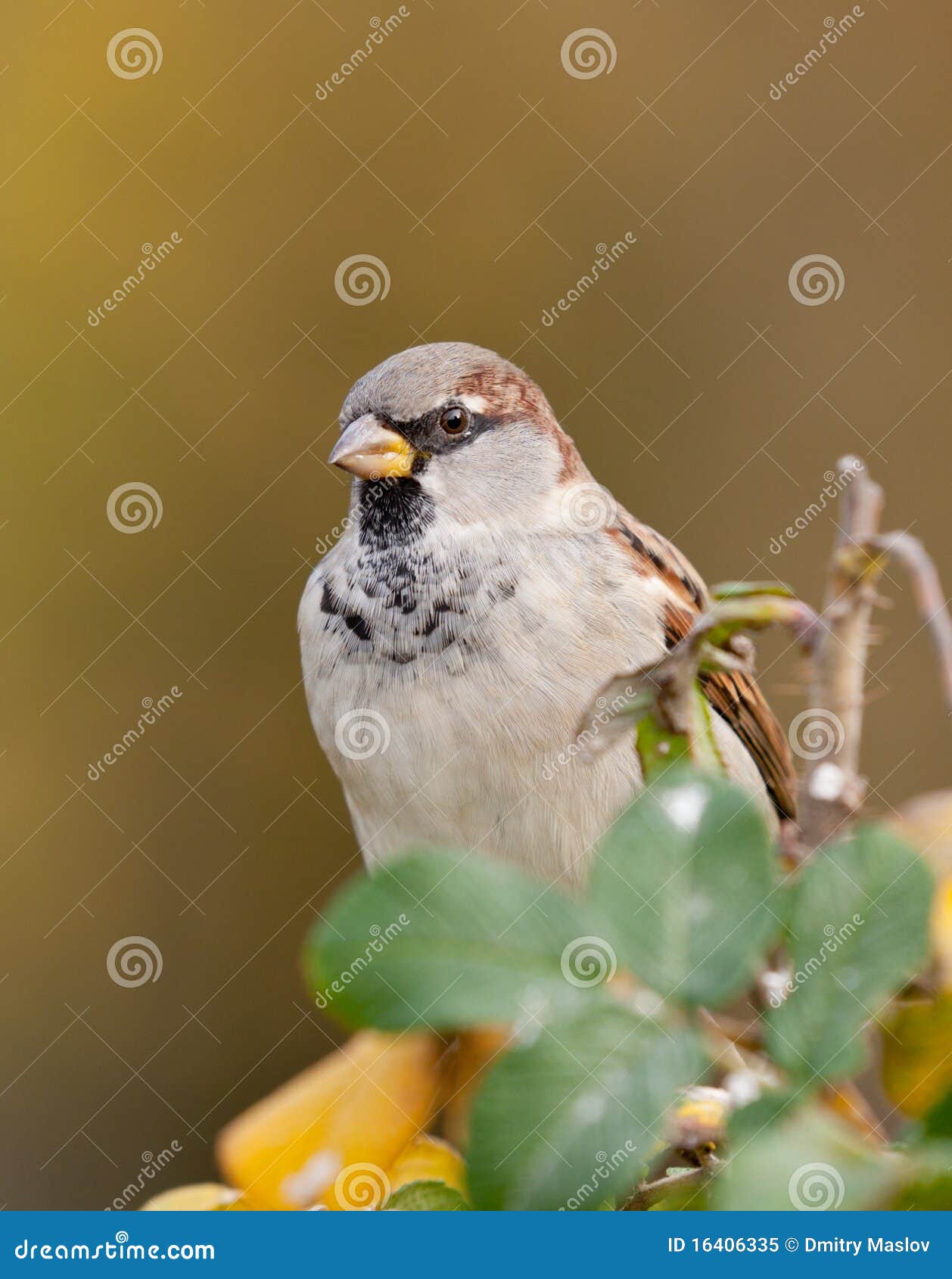 Mus stock afbeelding. Image of struik, leuk, schoonheid - 16406335