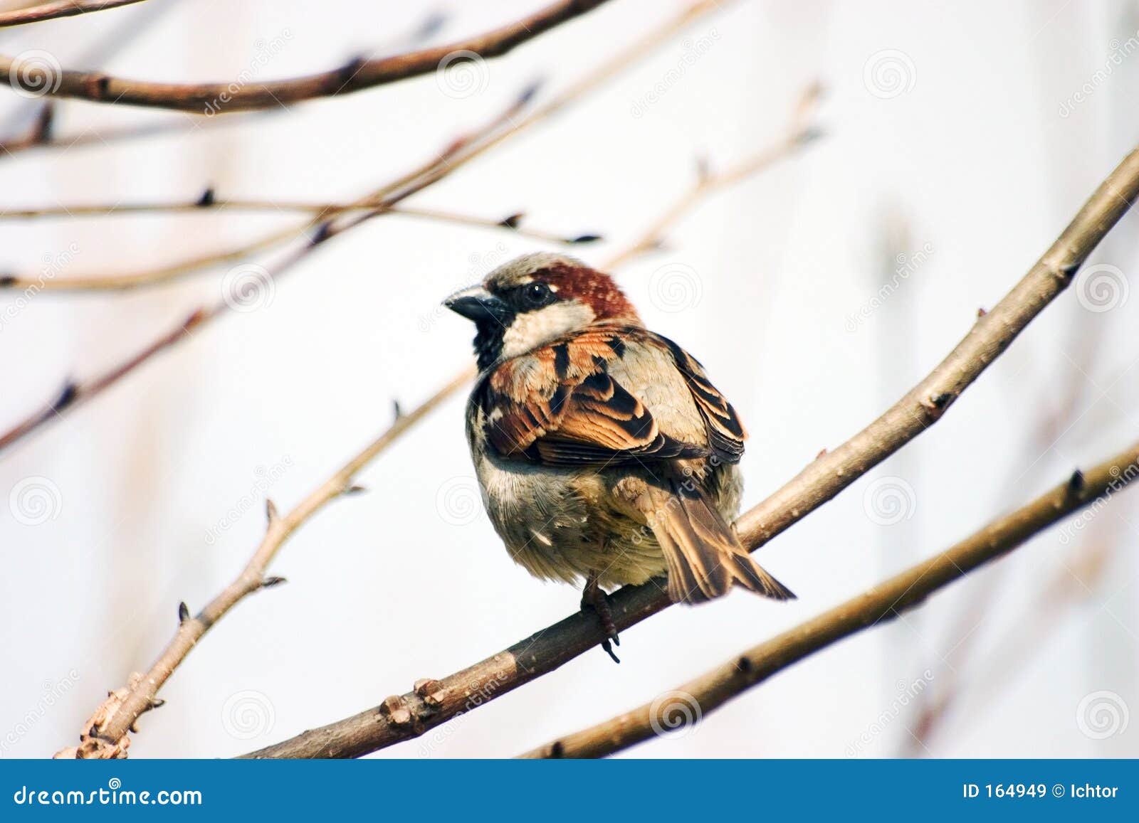 Mus stock afbeelding. Image of staart, stok, pluizig, takje - 164949