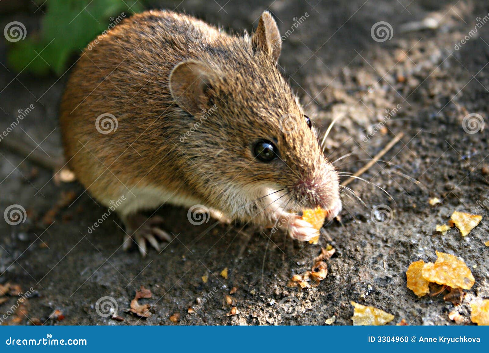 Mus arkivfoto. Bild av litet, sten, öra, djurliv, trevligt - 3304960