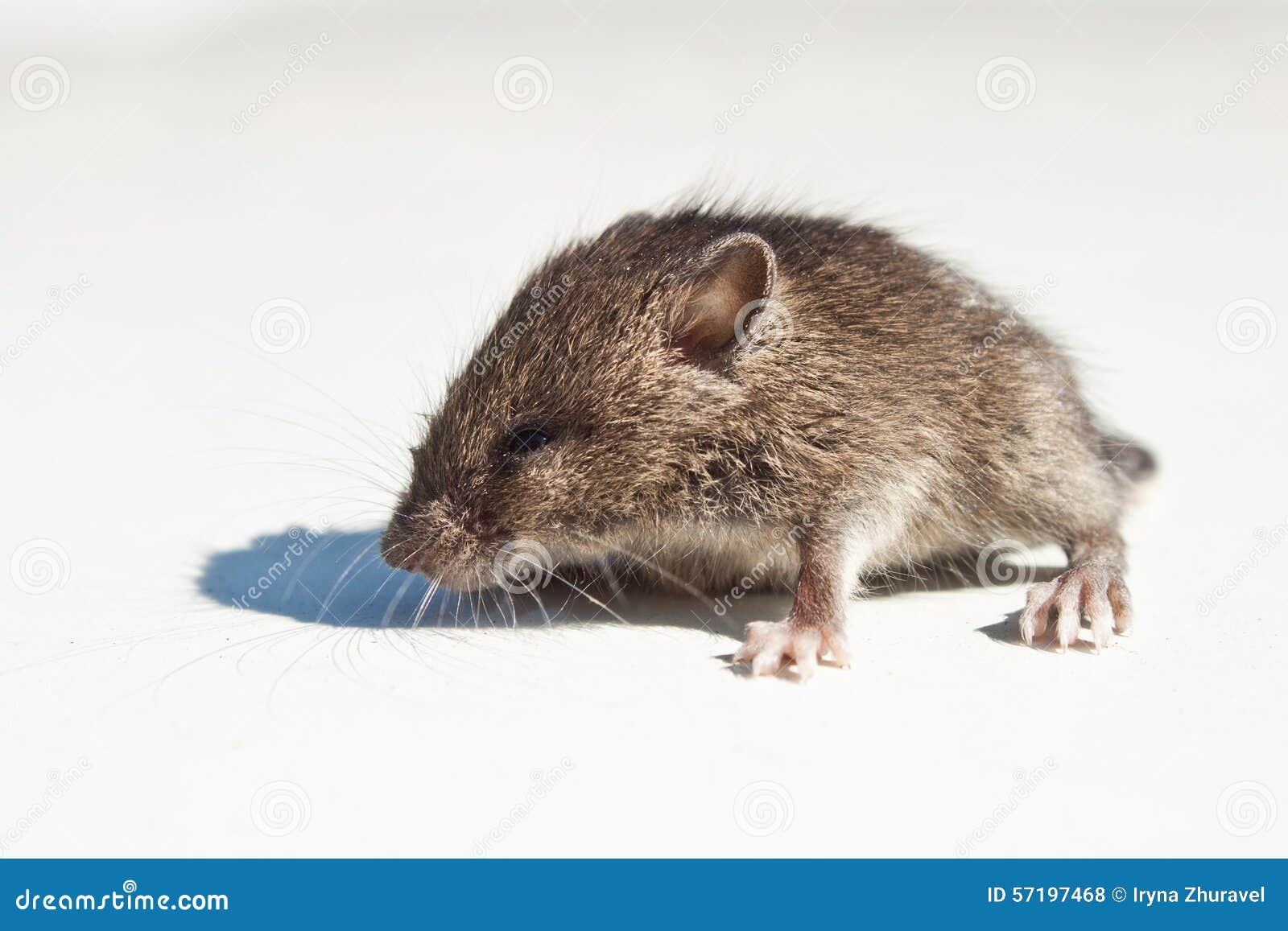 Mus arkivfoto. Bild av gnagare, litet, vitt, whisky, djurliv - 57197468