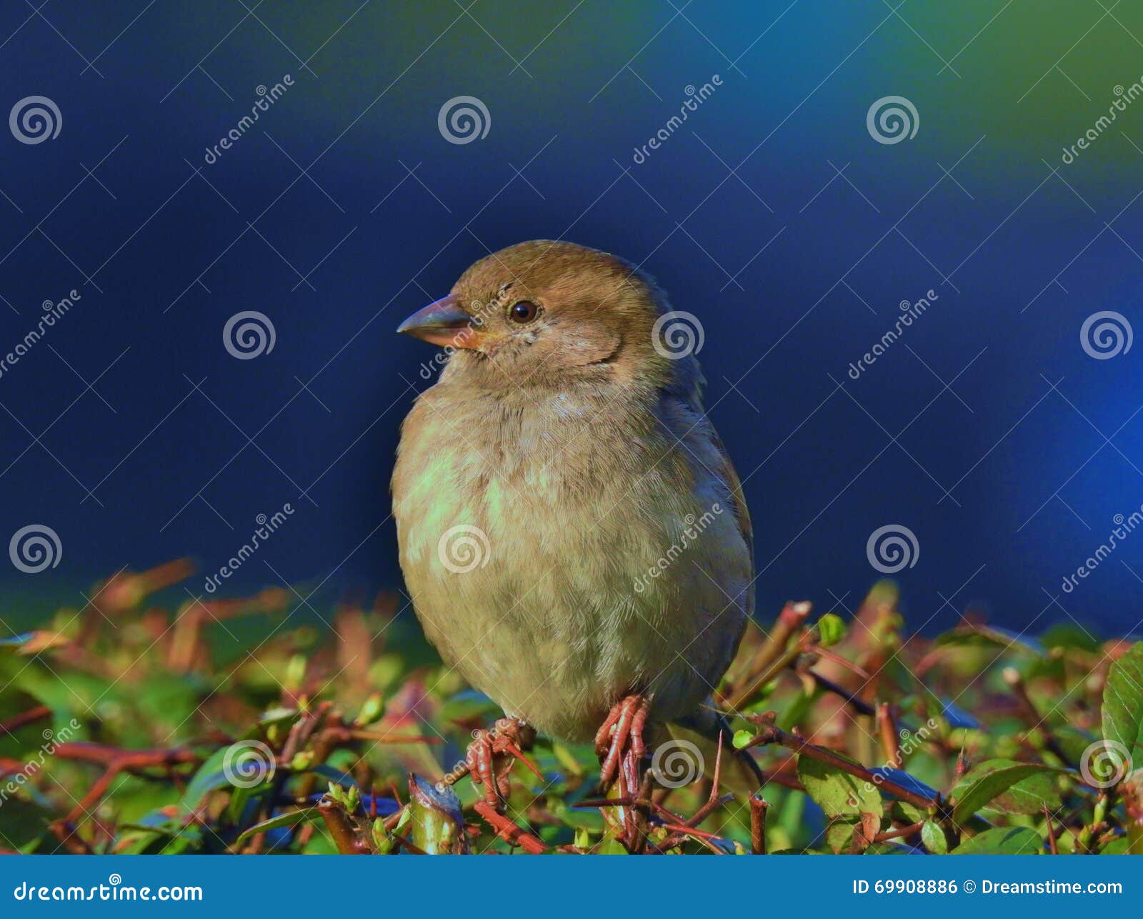 Mus stock foto. Image of kleurrijk, vogel, fauna, dier - 69908886