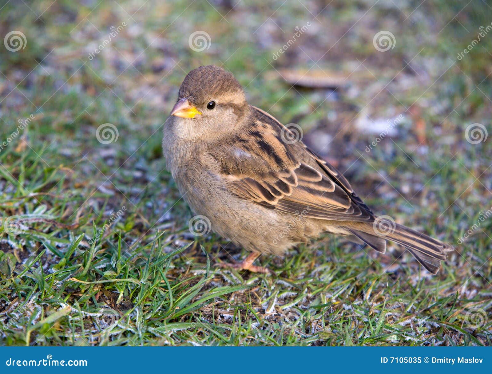 Mus stock afbeelding. Image of dieren, vogel, schoonheid - 7105035