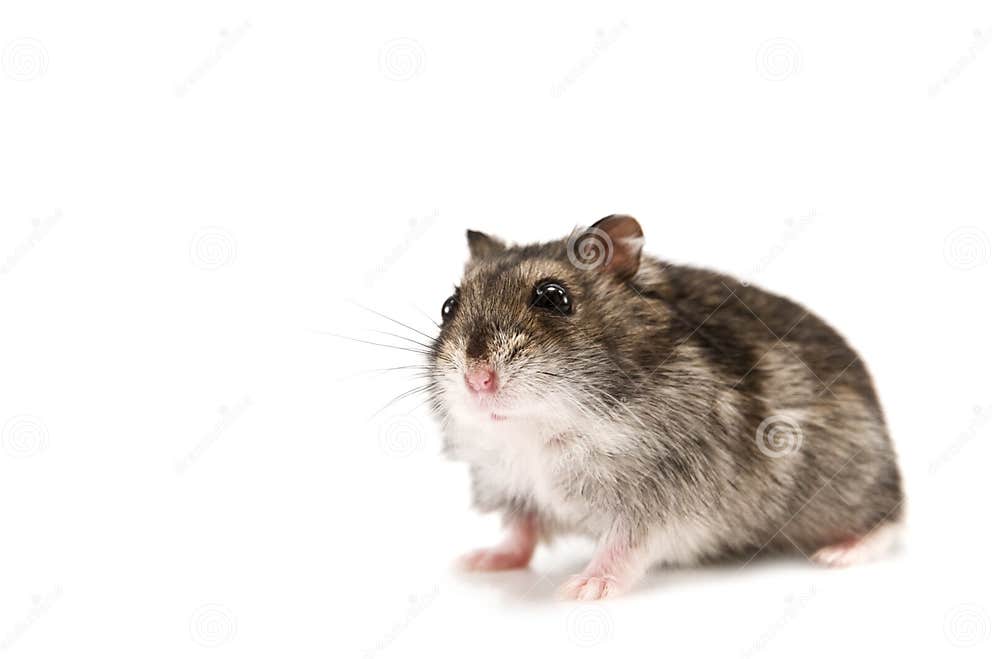 Mus arkivfoto. Bild av isolerat, bakgrund, vitt, blygt - 7235302