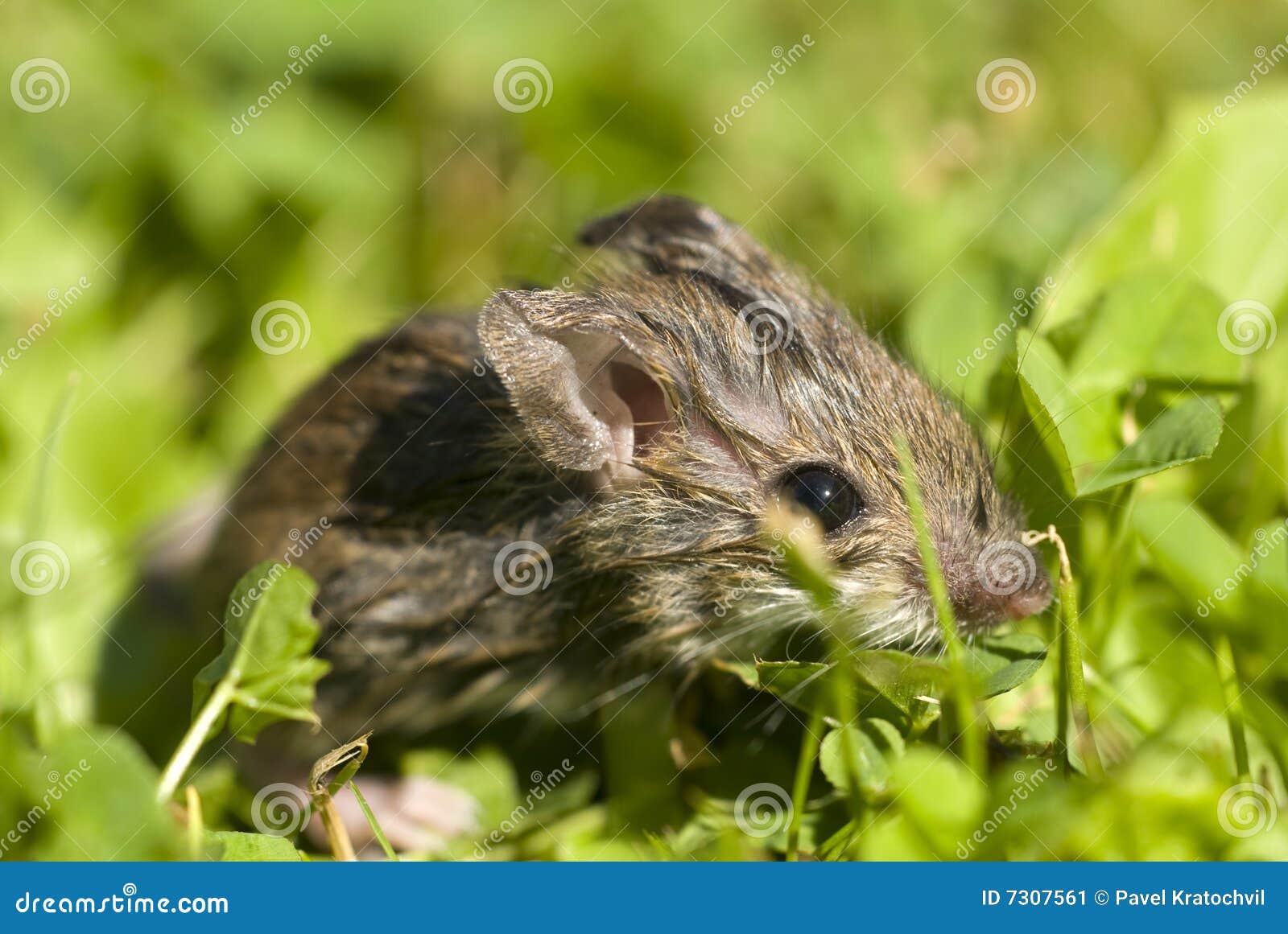 Mus fotografering för bildbyråer. Bild av gnagare, svan - 7307561