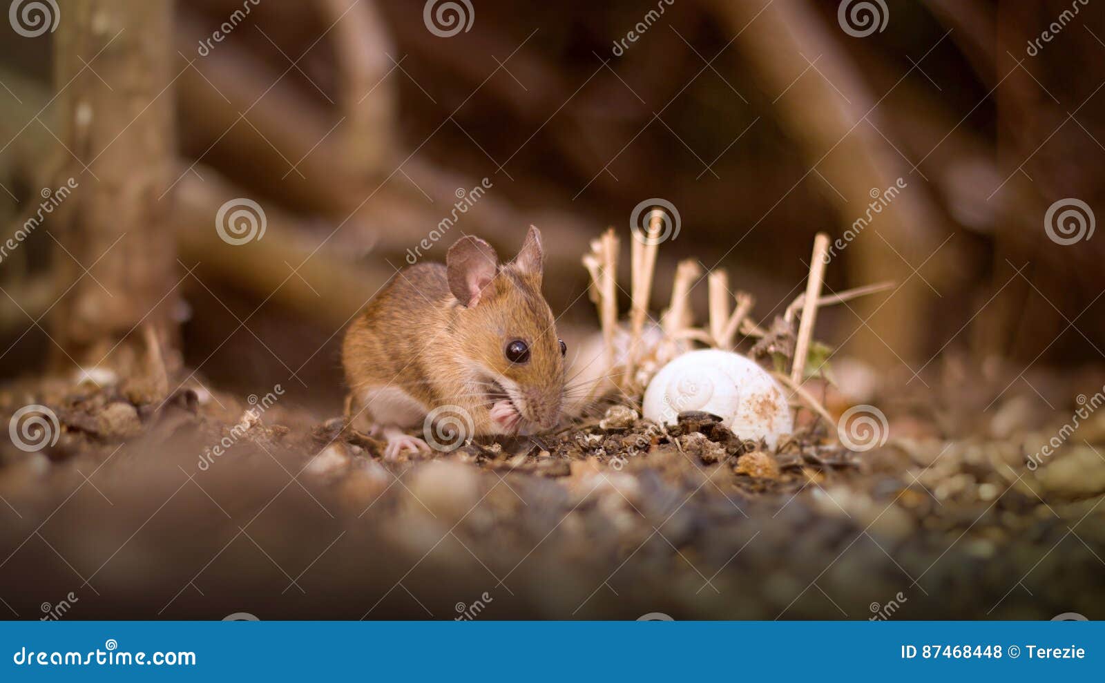 Mus arkivfoto. Bild av tafsar, nyfiket, ryggradsdjur - 87468448