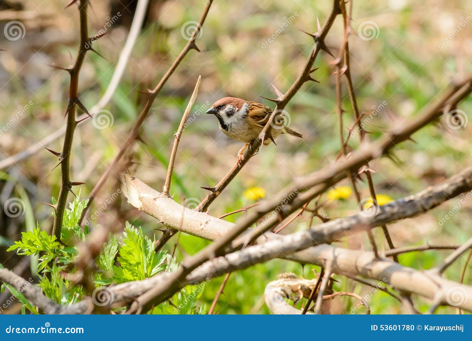 Mus in de Doornen stock foto. Image of lente, doorn, dier - 53601780