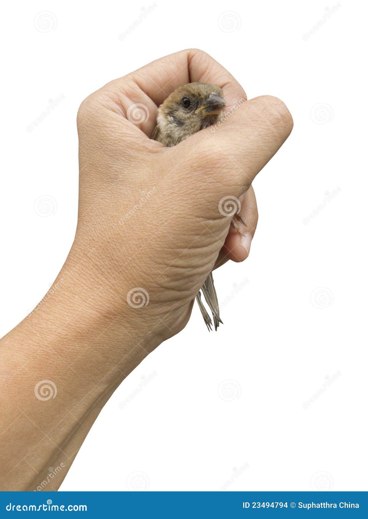 Mus in De Hand Van De Vrouw Stock Foto - Image of vrouwen, jong: 23494794